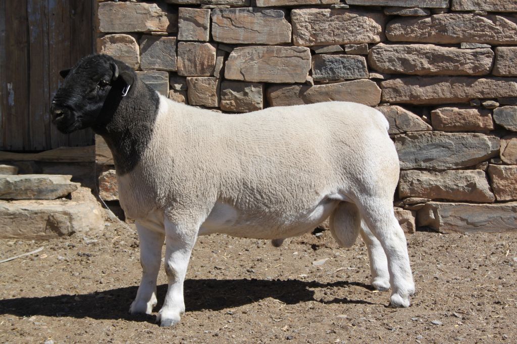 Listings – Kranskop Dorpers